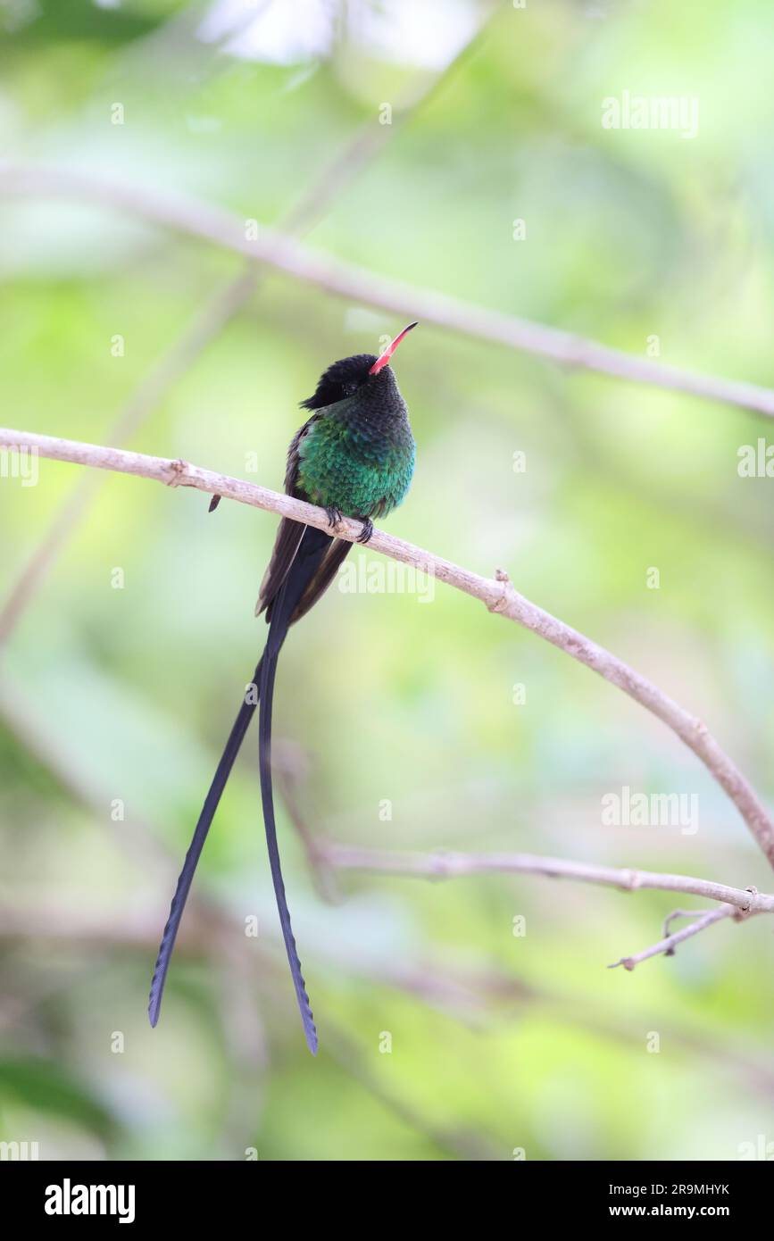 Red-billed streamertail (Trochilus polytmus) in Jamaica Stock Photo - Alamy