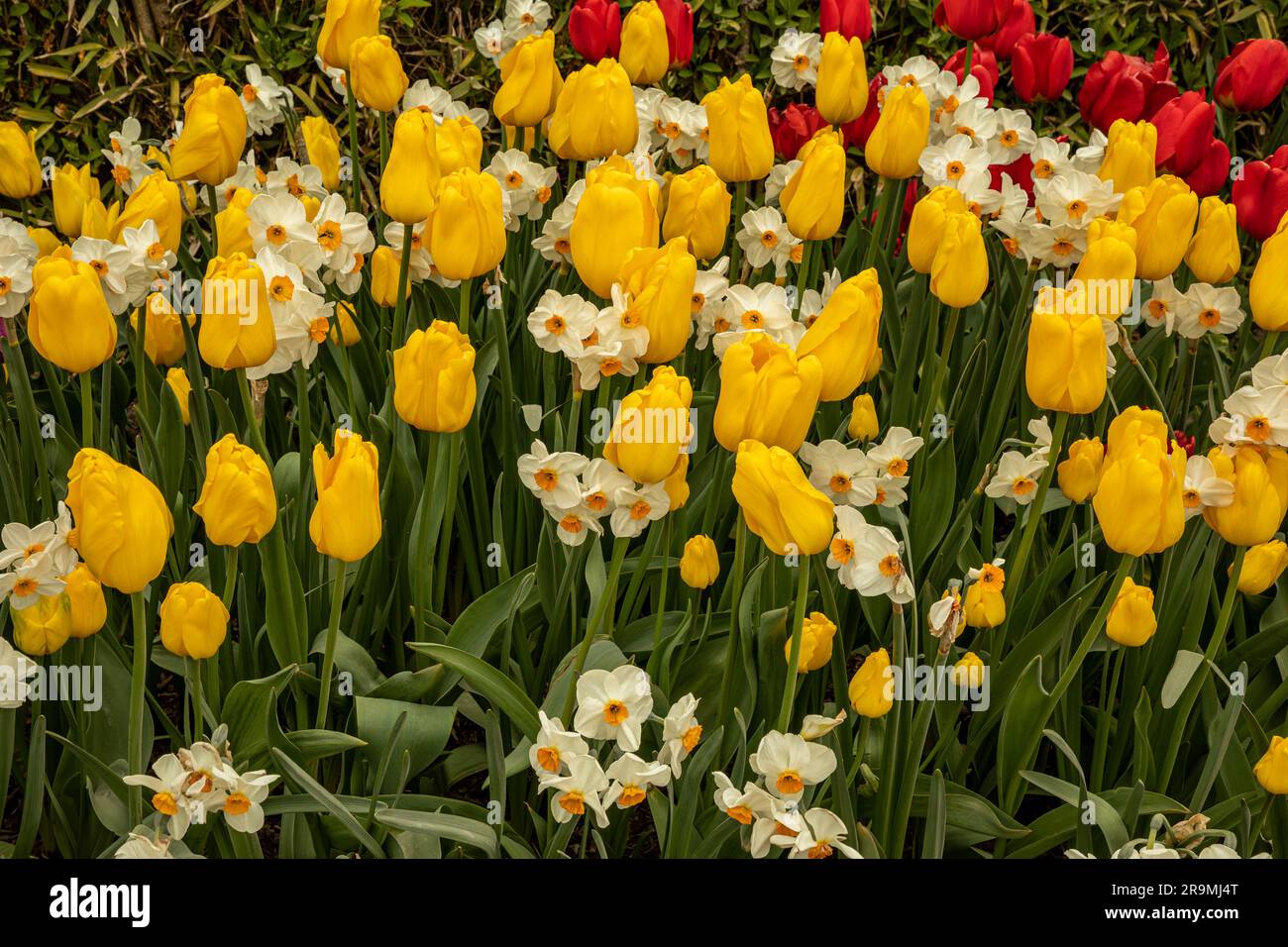 WA23434-00...WASHINGTON - Tulips and daffodils in a mixed display ...