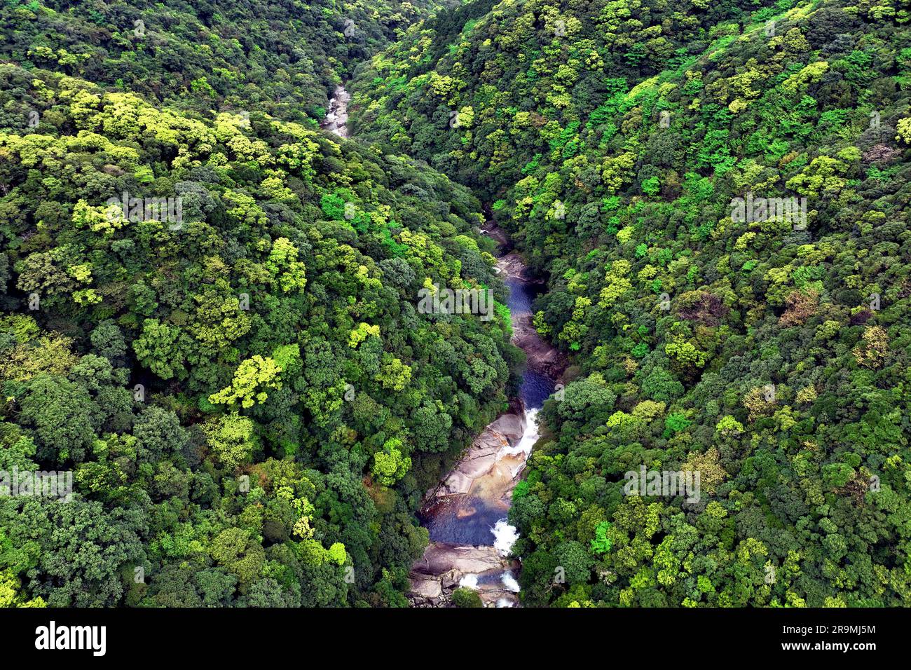 The Shiratani River slows at the Shiratani Unsuikyo Ravine in Yakushima ...