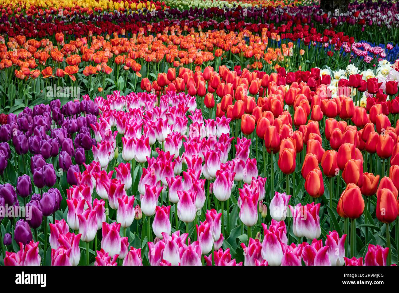 WA23446-00...WASHINGTON - Colorful beds of tulips at the RoozenGaarde ...