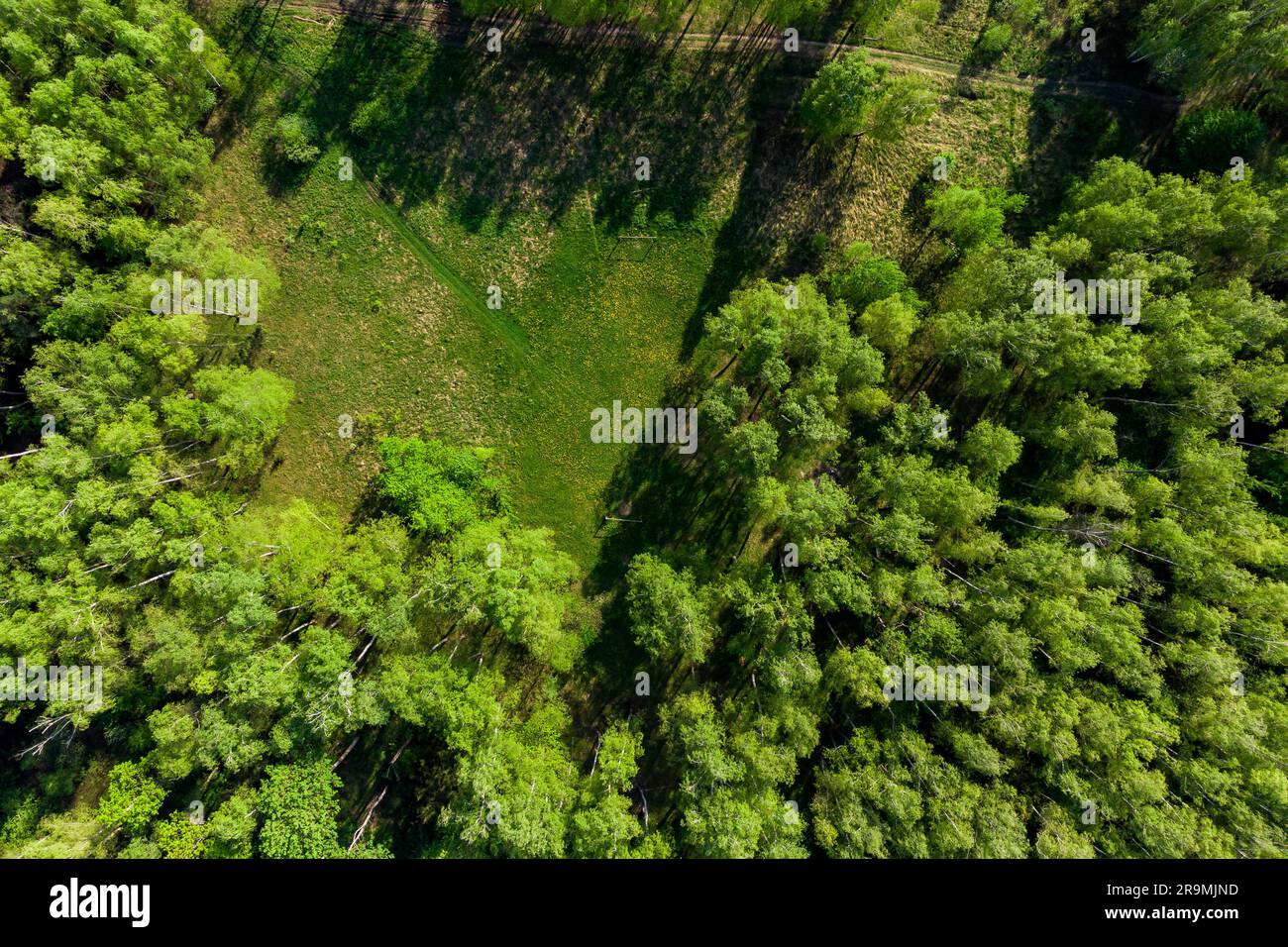 Edge of a green forest with a clearing from a great height Stock Photo ...