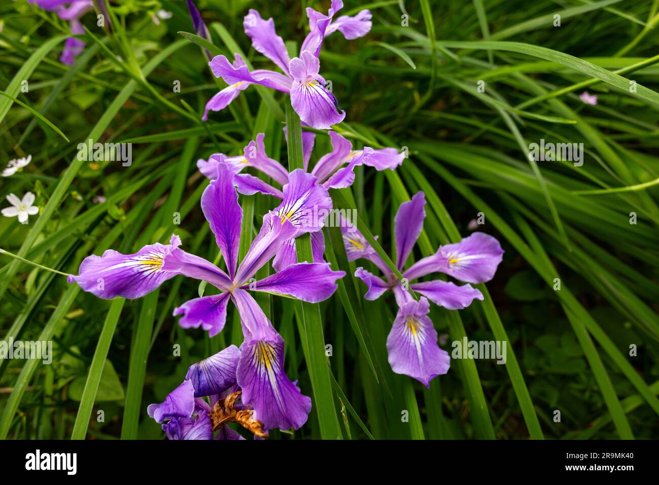 Remarkable Beauty of a Vibrant Purple Iris Tenax Flower in its Natural ...