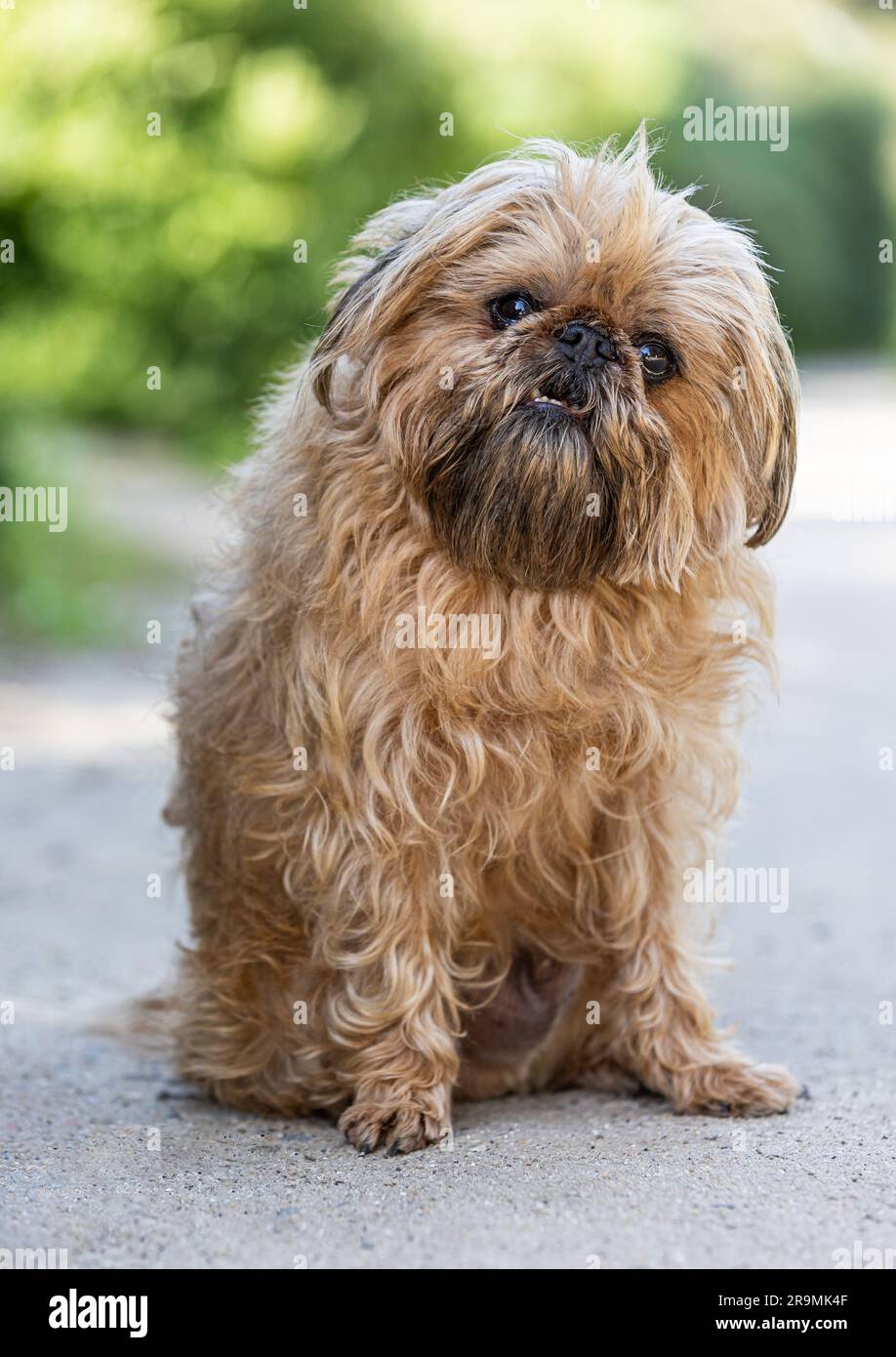 My brussels griffon hi-res stock photography and images - Alamy
