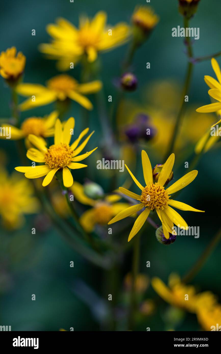 A vibrant field of yellow golden ragwort (Packera aurea) flowers Stock ...