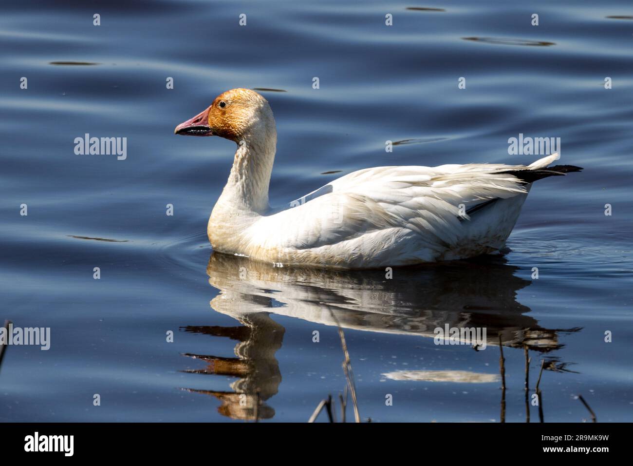 A Snow Goose swimming through a tranquil pond on a sunny day Stock ...