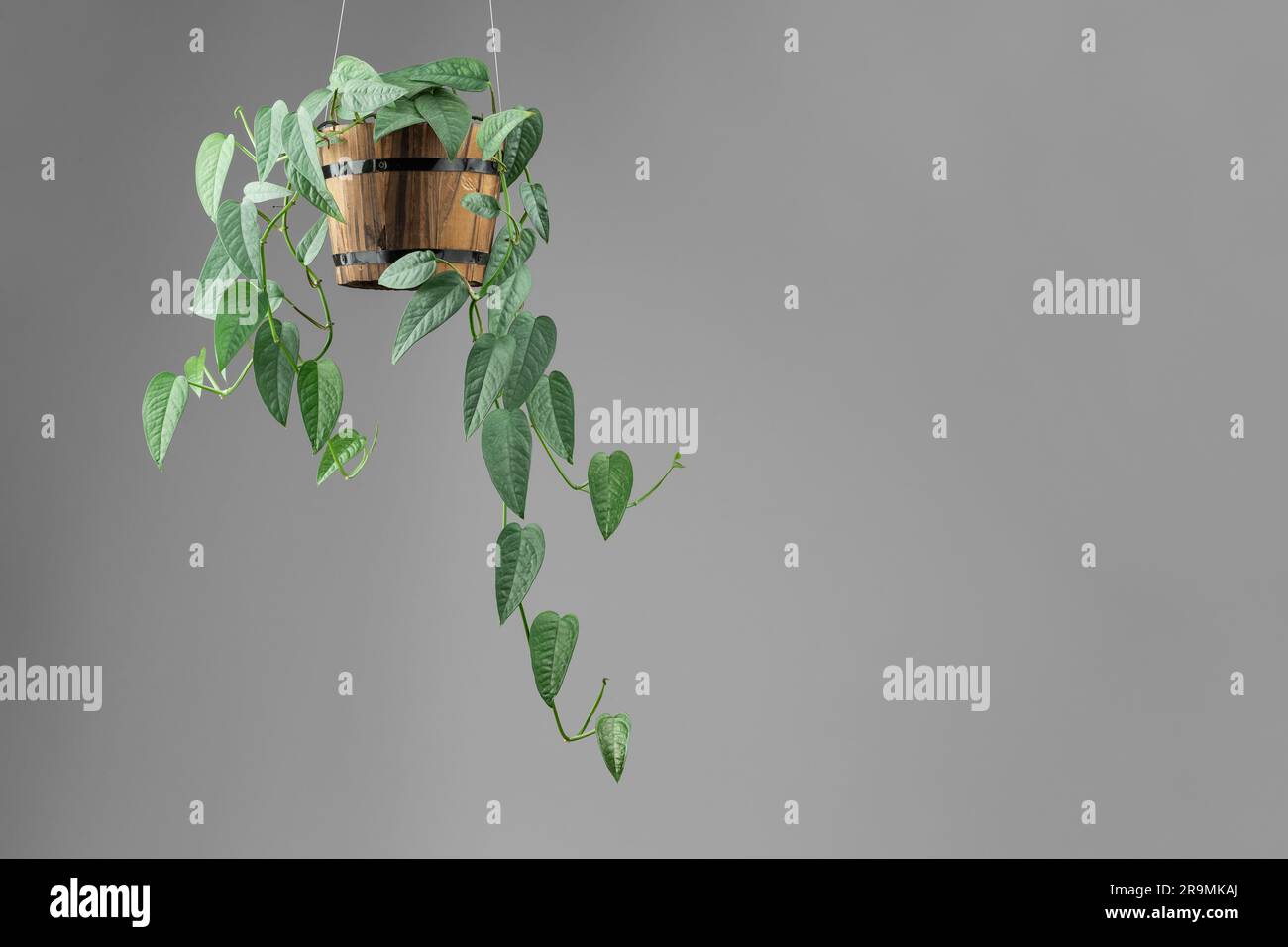 Epipremnum Pinnatum Cebu Blue, Tropical Hanging Houseplant with Silver ...