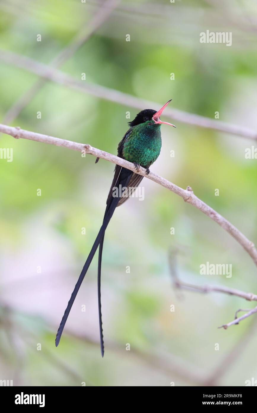 Red-billed streamertail (Trochilus polytmus) in Jamaica Stock Photo - Alamy