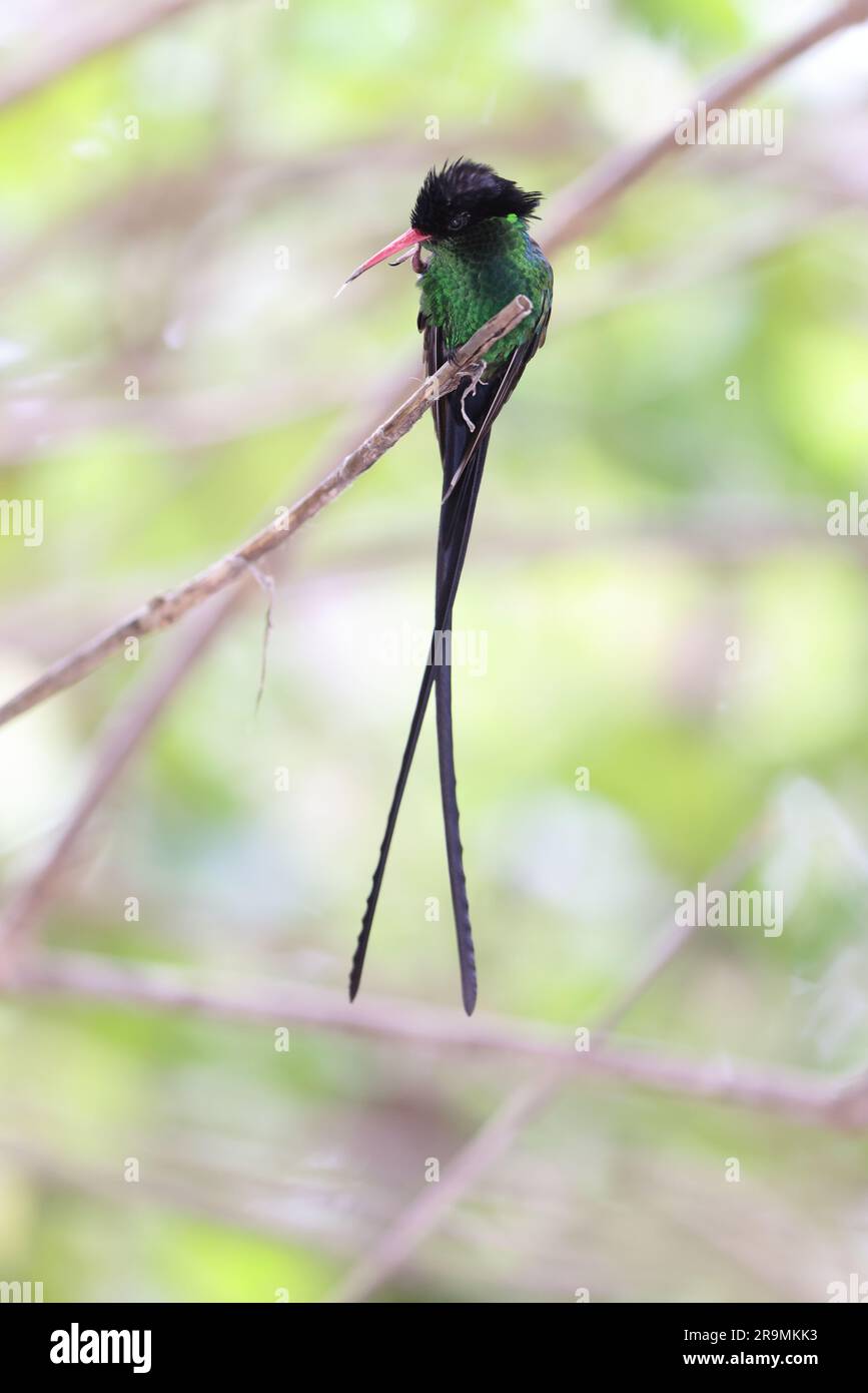Red-billed streamertail (Trochilus polytmus) in Jamaica Stock Photo - Alamy