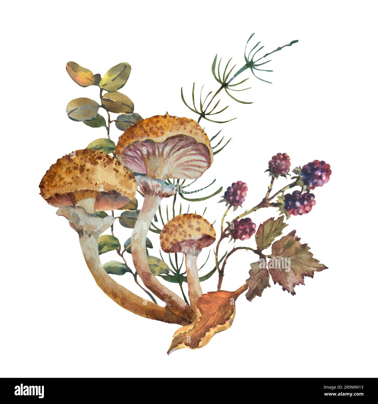 Watercolor composition with honey fungus mushroom, Armillaria mellea ...