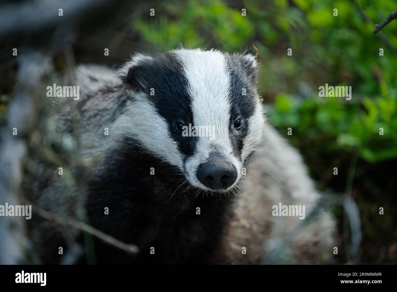 Badger facing hi-res stock photography and images - Alamy