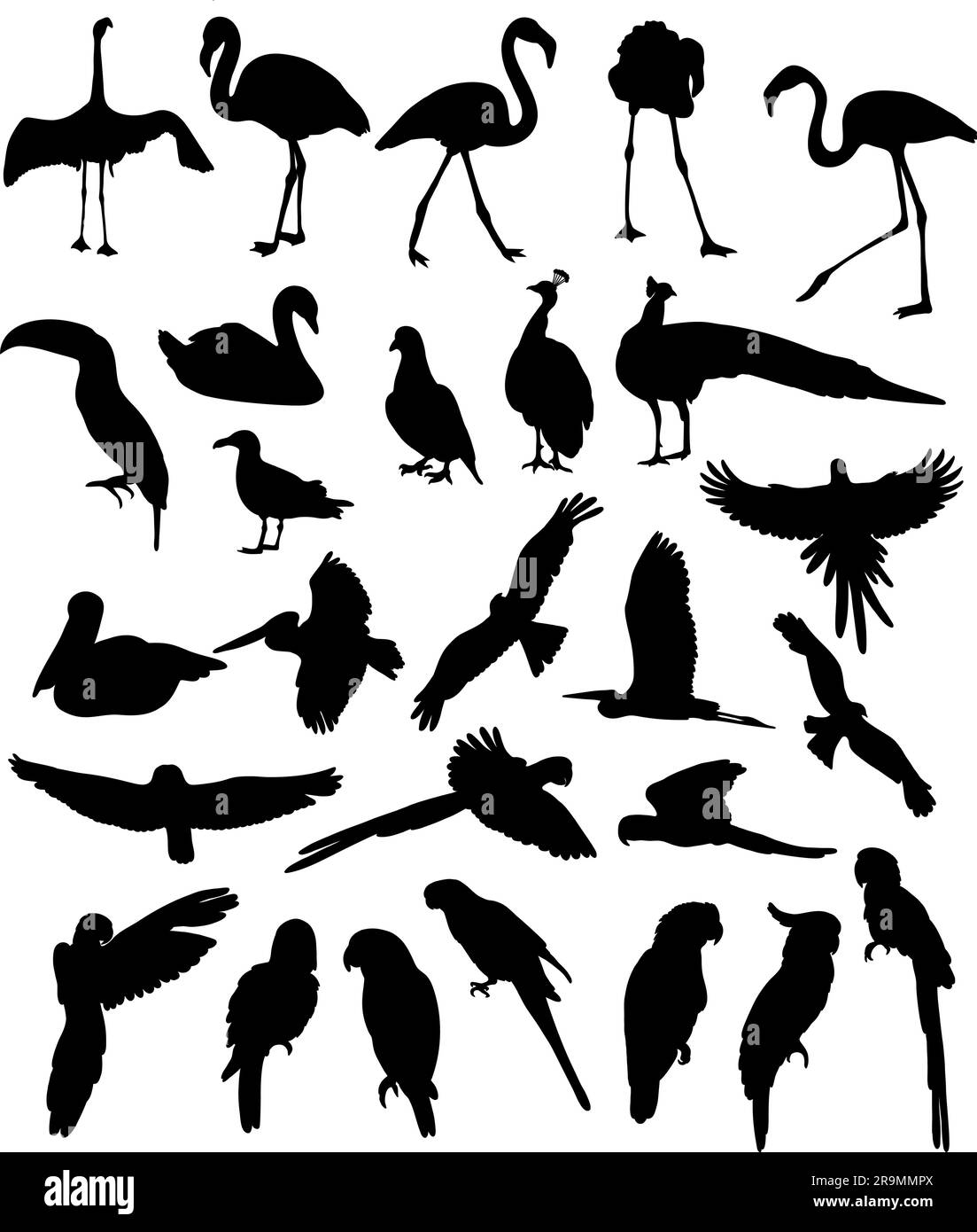Big collection silhouettes birds. Tropical parrots, flamingo, toucan ...