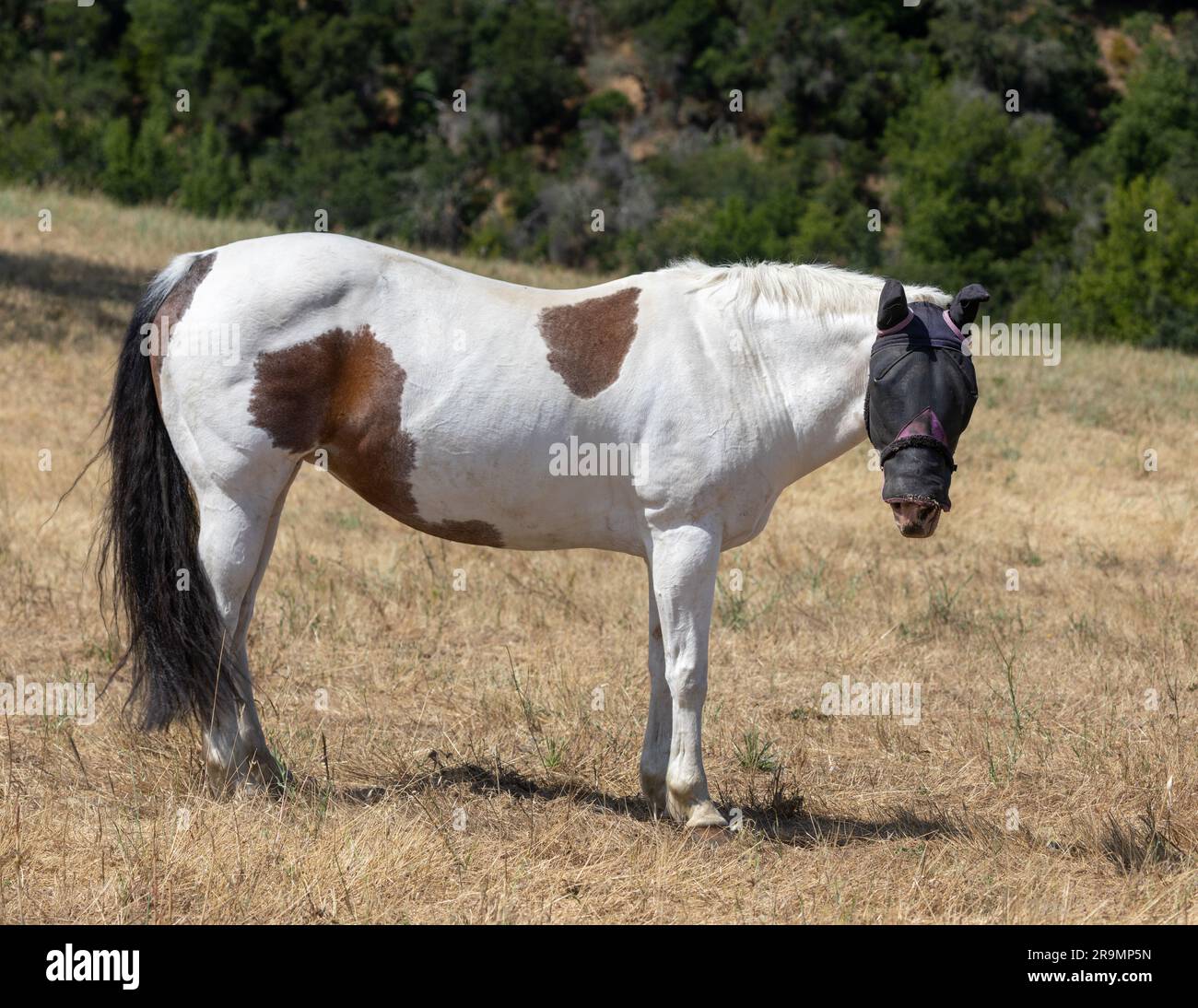American Pinto Horse