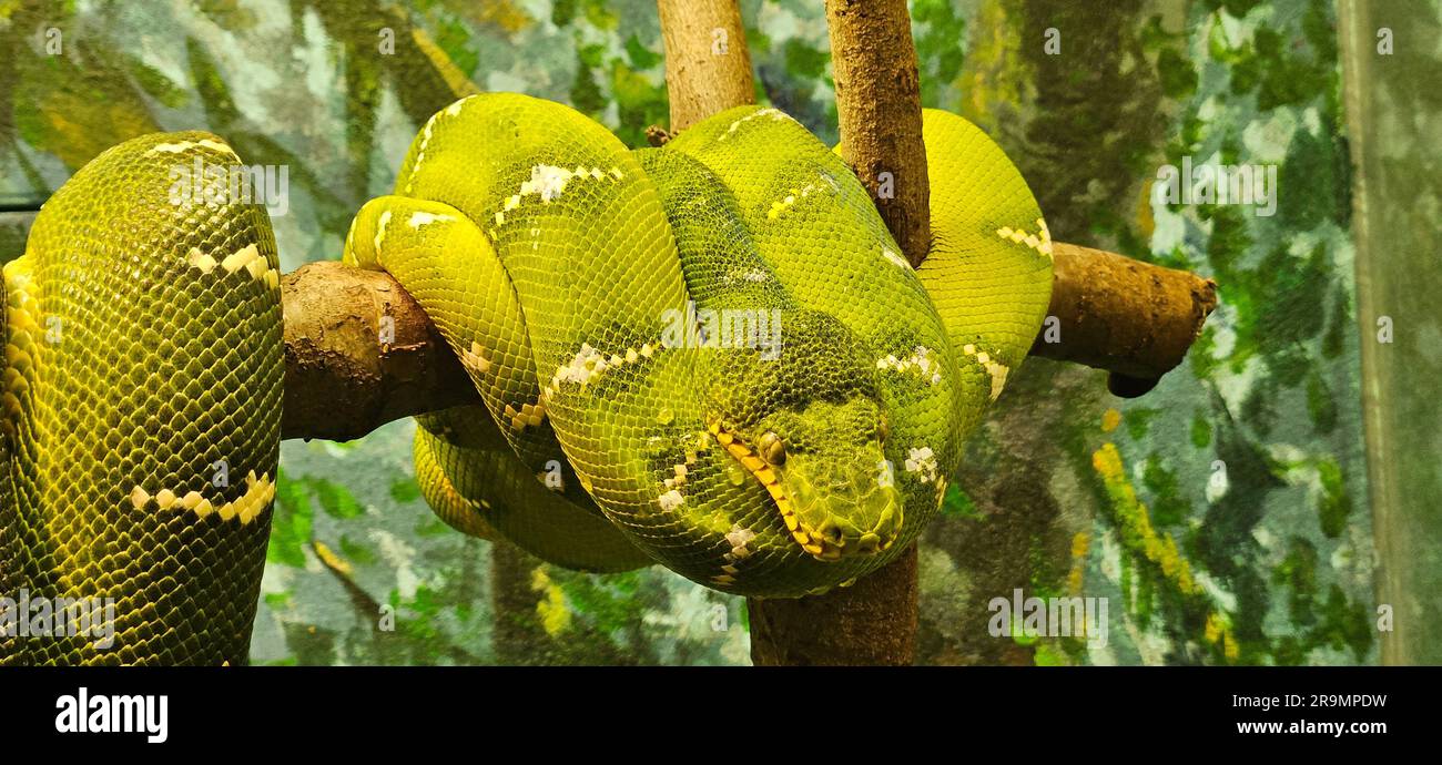 A vibrant green snake is coiled around a branch of a tree in the ...