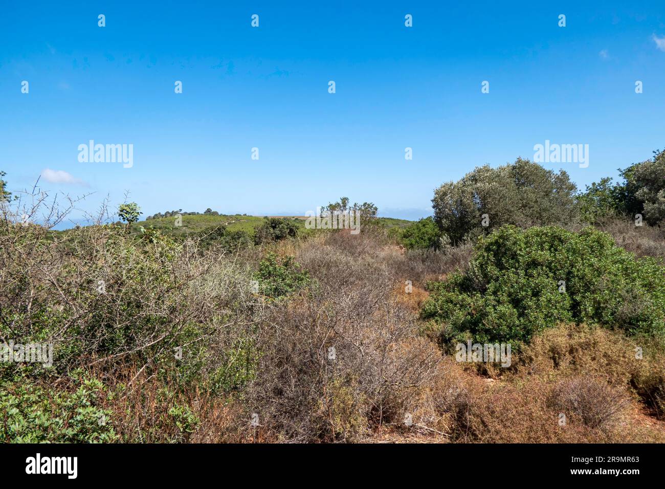 Western Galilee Mount Carmel. Summer season. Dry grass and eternally ...