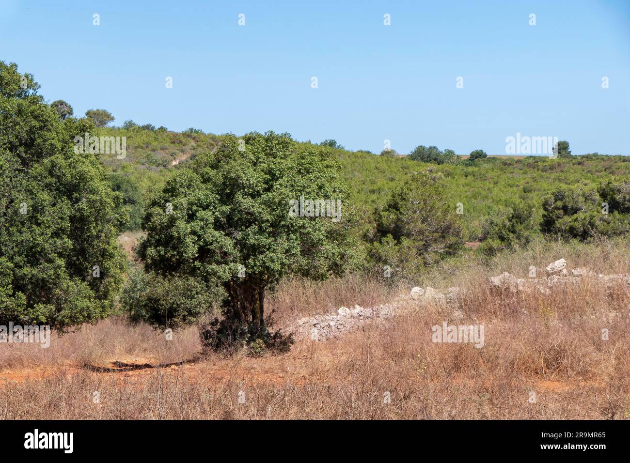 Western Galilee Mount Carmel. Summer season. Dry grass and eternally ...