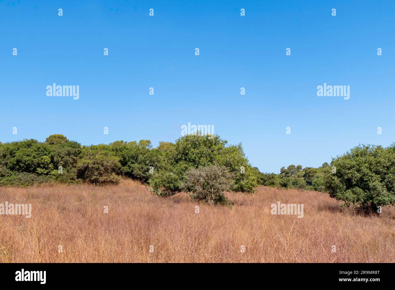 Western Galilee Mount Carmel. Summer season. Dry grass and eternally ...