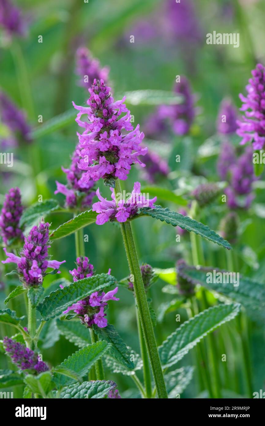 Wood Betony Hummelo, Betony,, Stachys officinalis Hummelo, spikes of ...