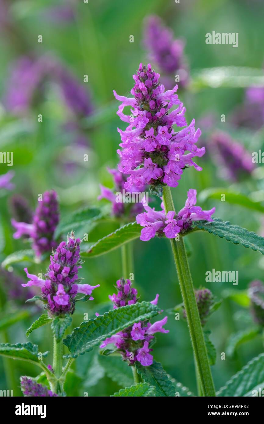Wood Betony Hummelo, Betony, Stachys officinalis Hummelo, spikes of ...