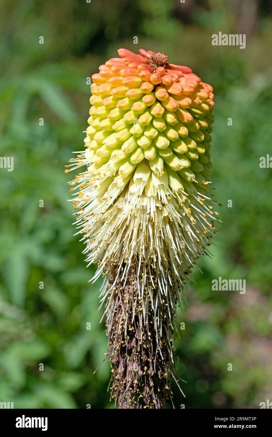 Architectural plants. Red hot poker. Kniphofia northiae. Early spring ...