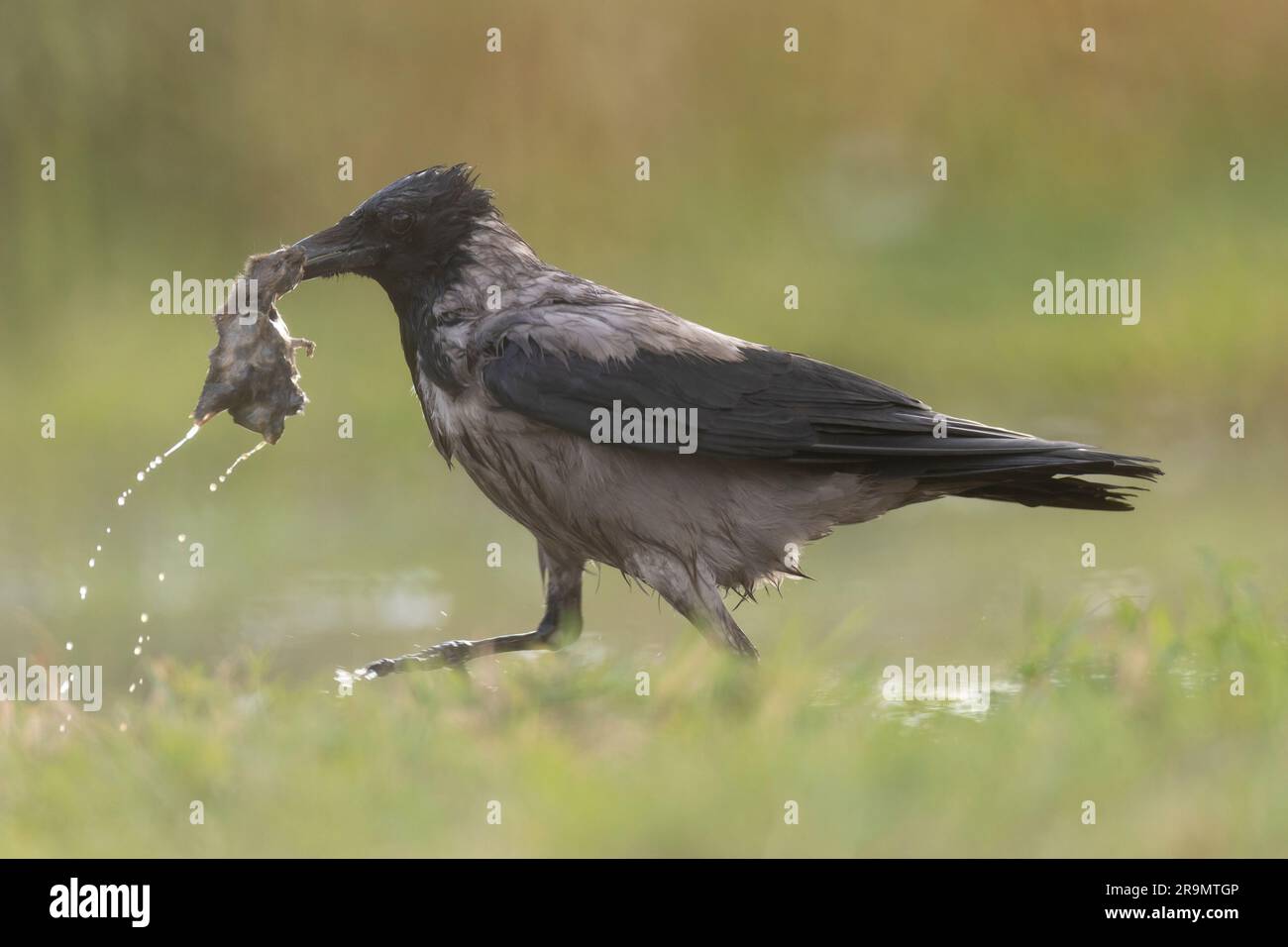 Hooded crow (Corvus cornix) زاغ مقنع with a dead mouse The hooded crow ...