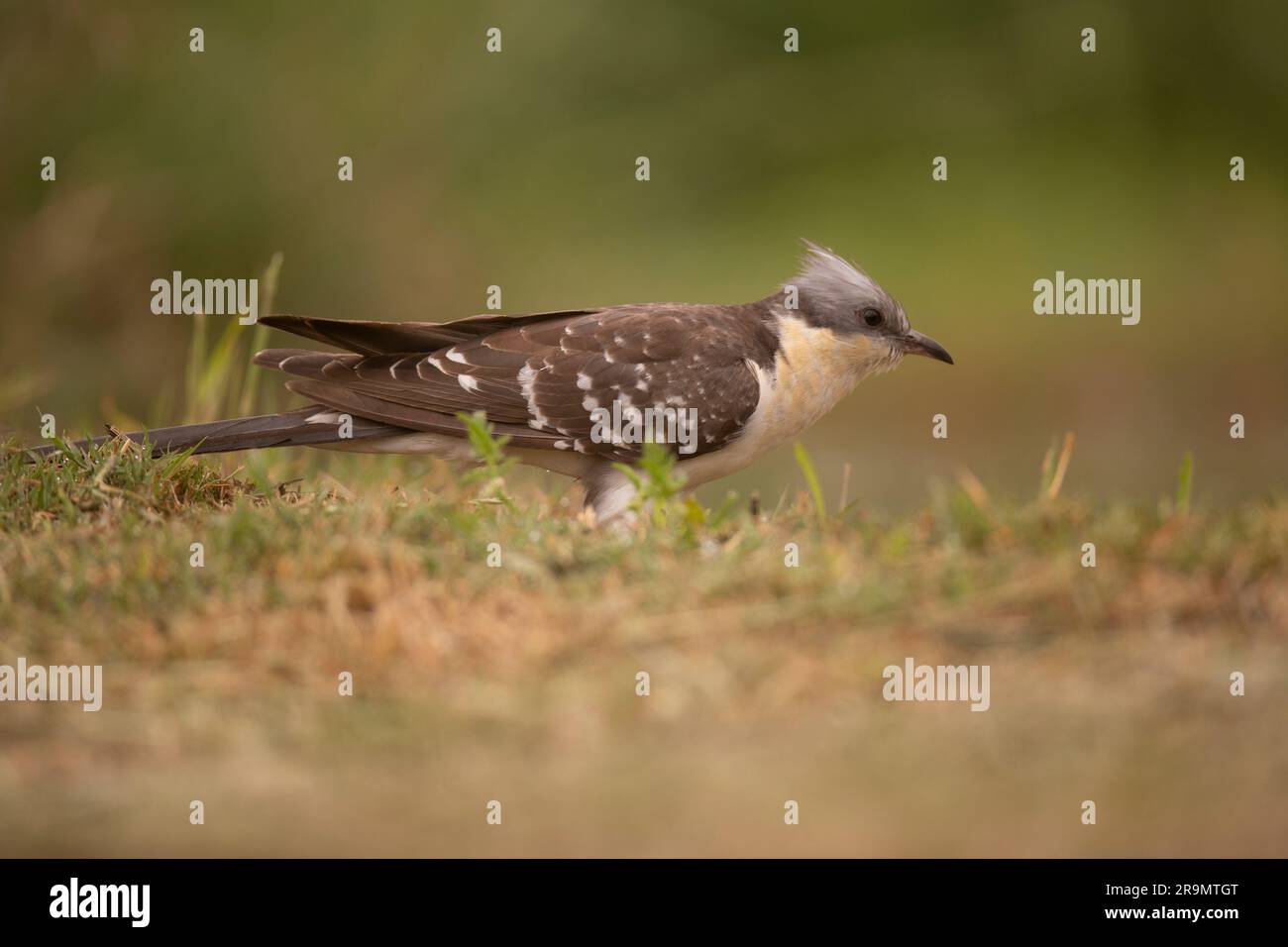 Israeli member hi-res stock photography and images - Alamy