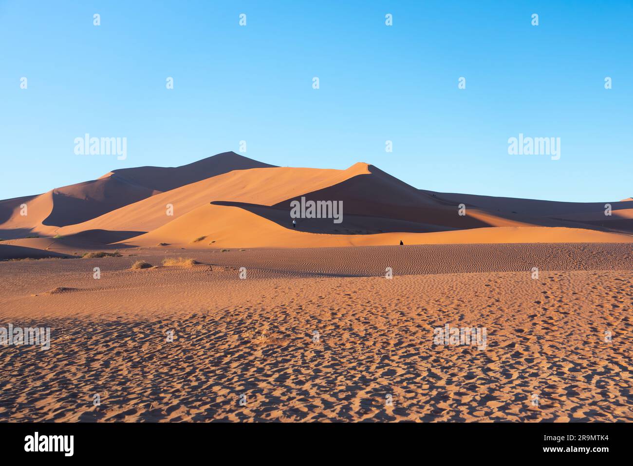 The red sand dunes, Sossusvlei, Namib-Naukluft National Park, Namibia ...