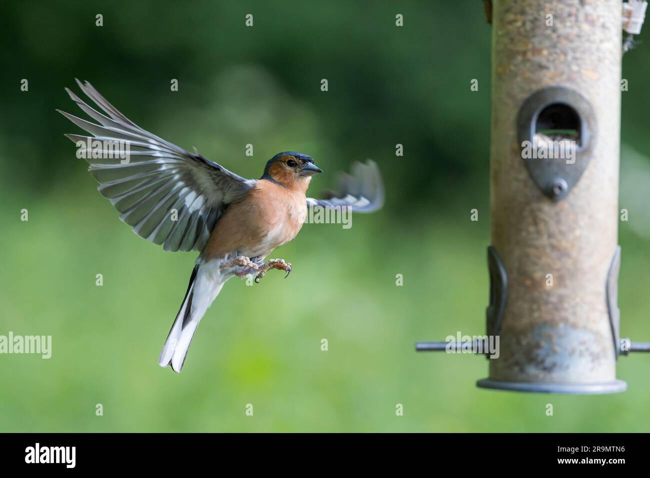 Chaffinch [ Fringilla coelebs ] Male bird flying into seed feeder ...