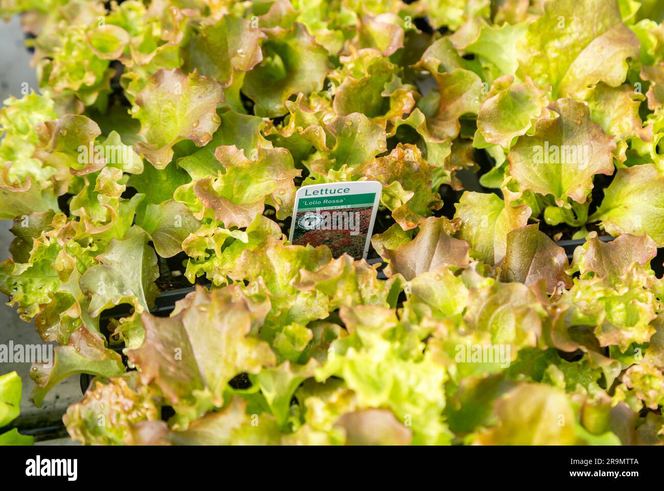 Lollo Rossa lettuce plants on display at plant nursery, Ladybird ...