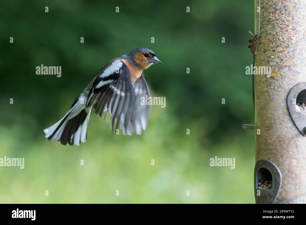 Male chaffinch flying bird feeder hi-res stock photography and images ...