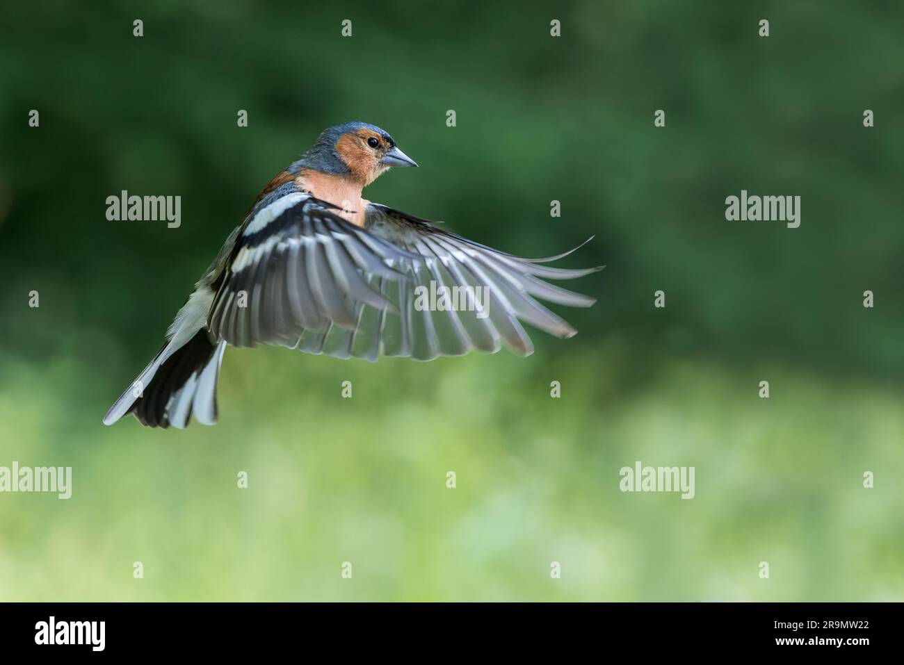 Chaffinch in nature hi-res stock photography and images - Alamy