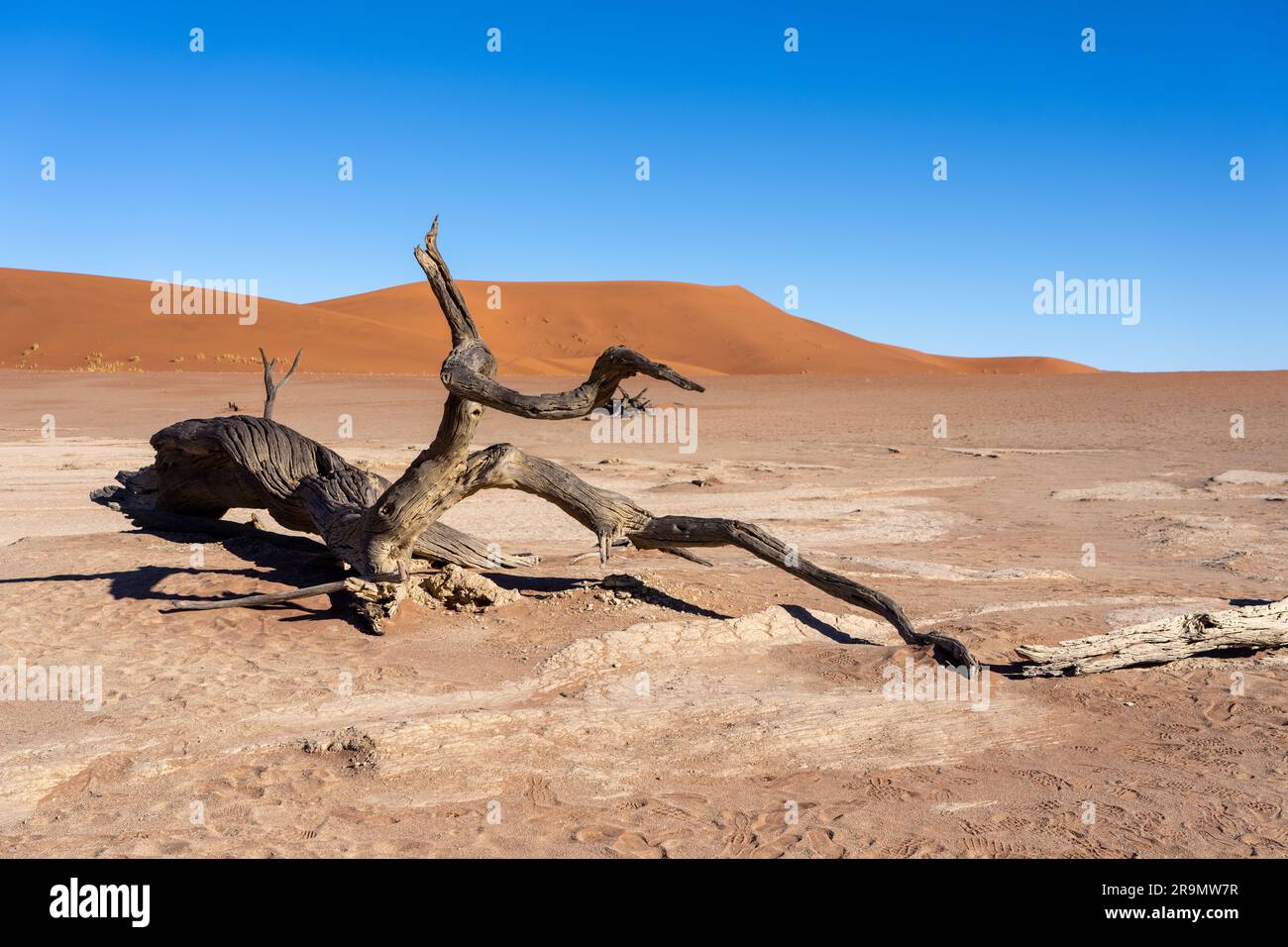 Dead Vlei, with desiccated 900 year old trees standing in the salt pan ...