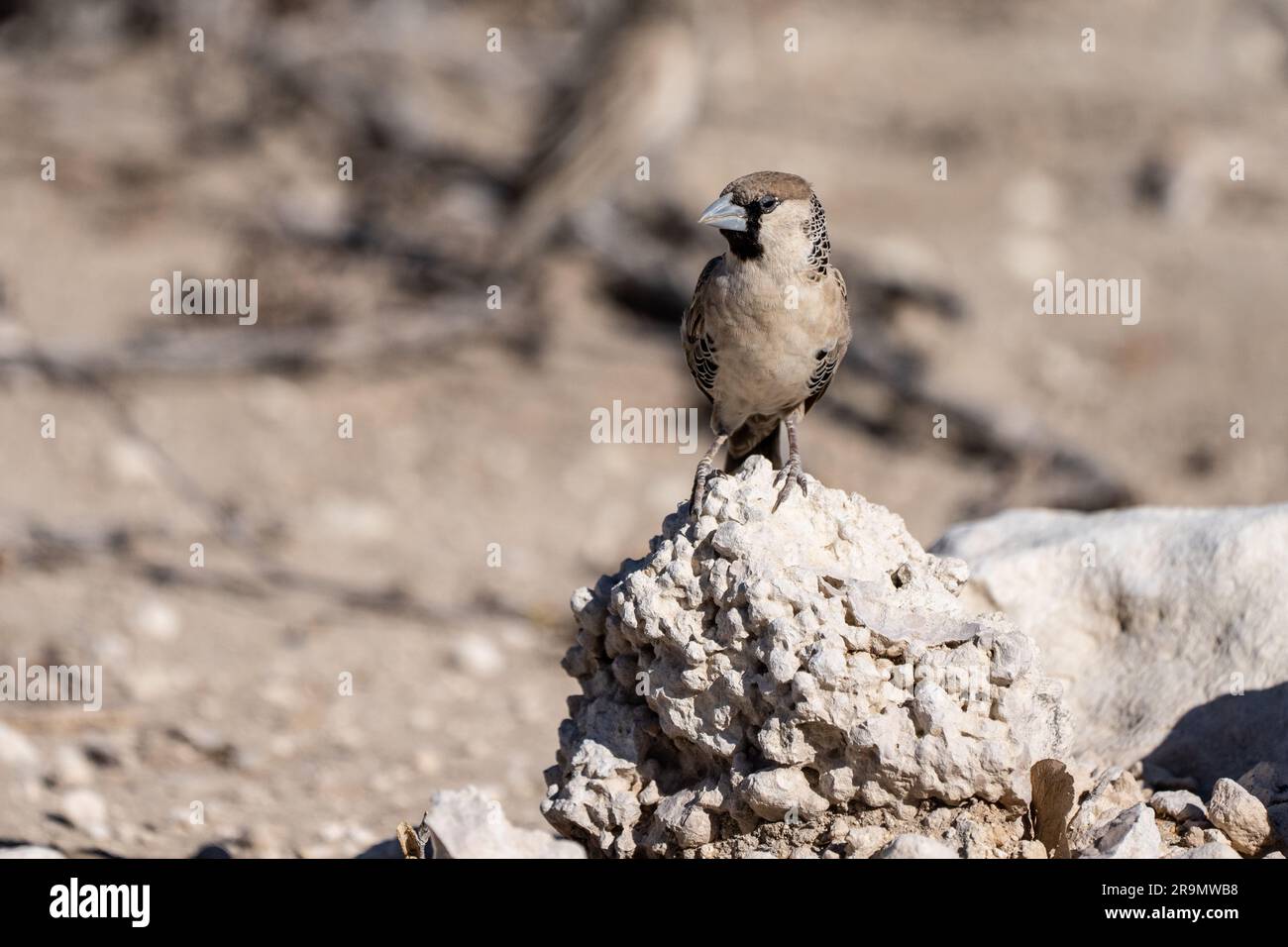 The sociable weaver (Philetairus socius) is a species of bird in the ...