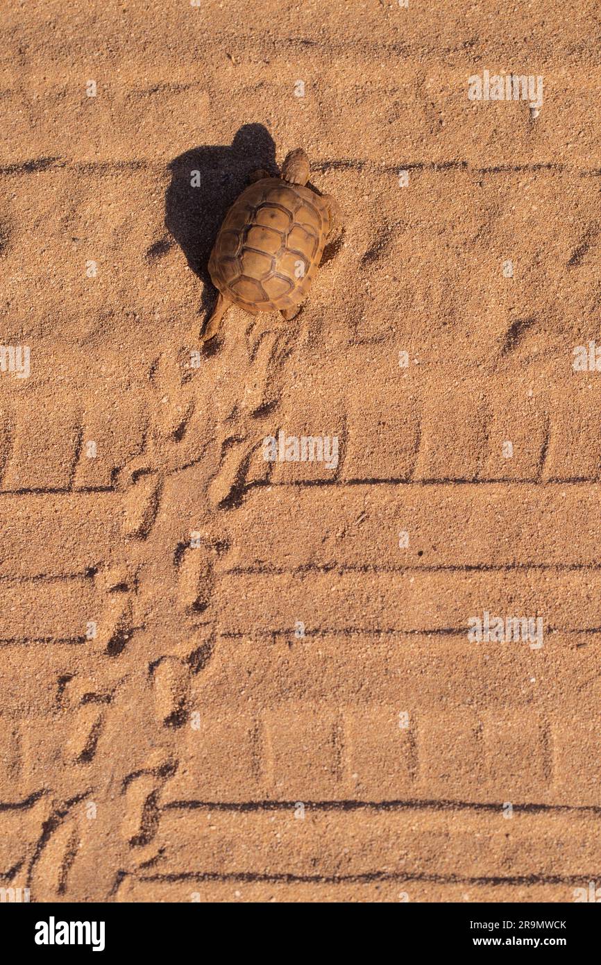 Solid foot hi-res stock photography and images - Alamy