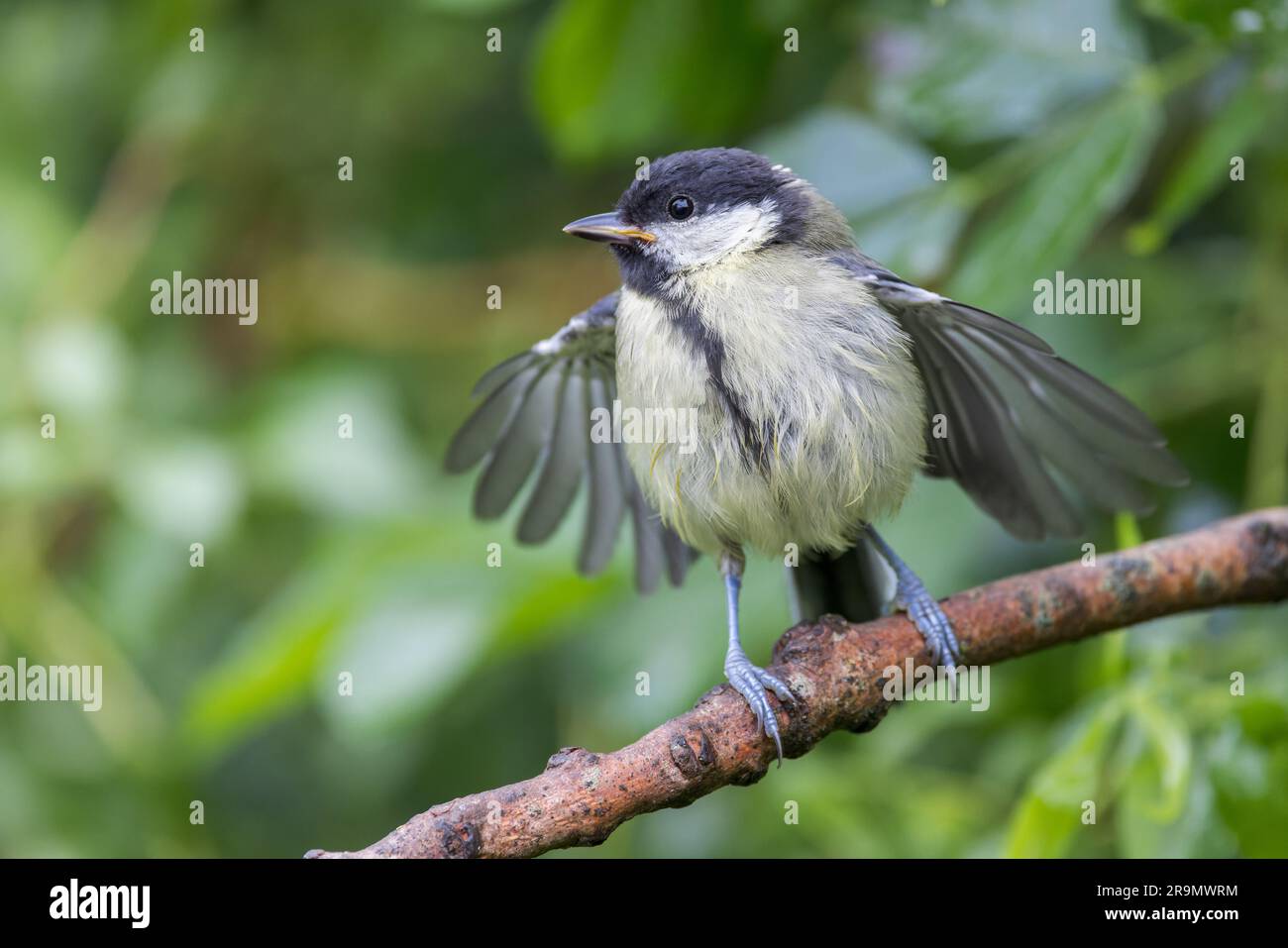 Great tit [ Parus major ] Fledgling bird on stick flapping its wings ...