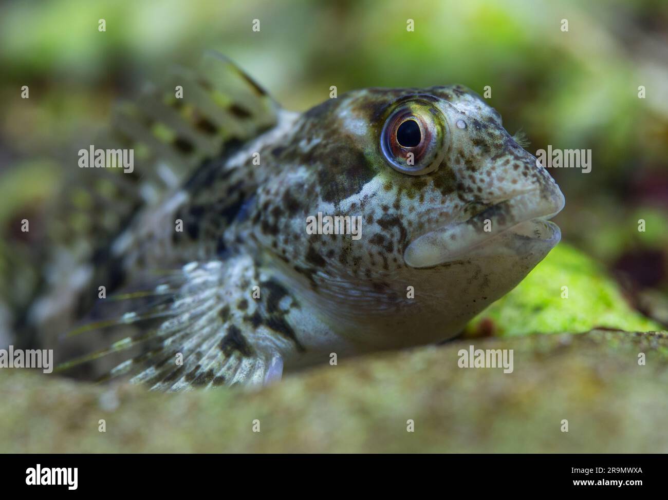 Shanny hi-res stock photography and images - Alamy