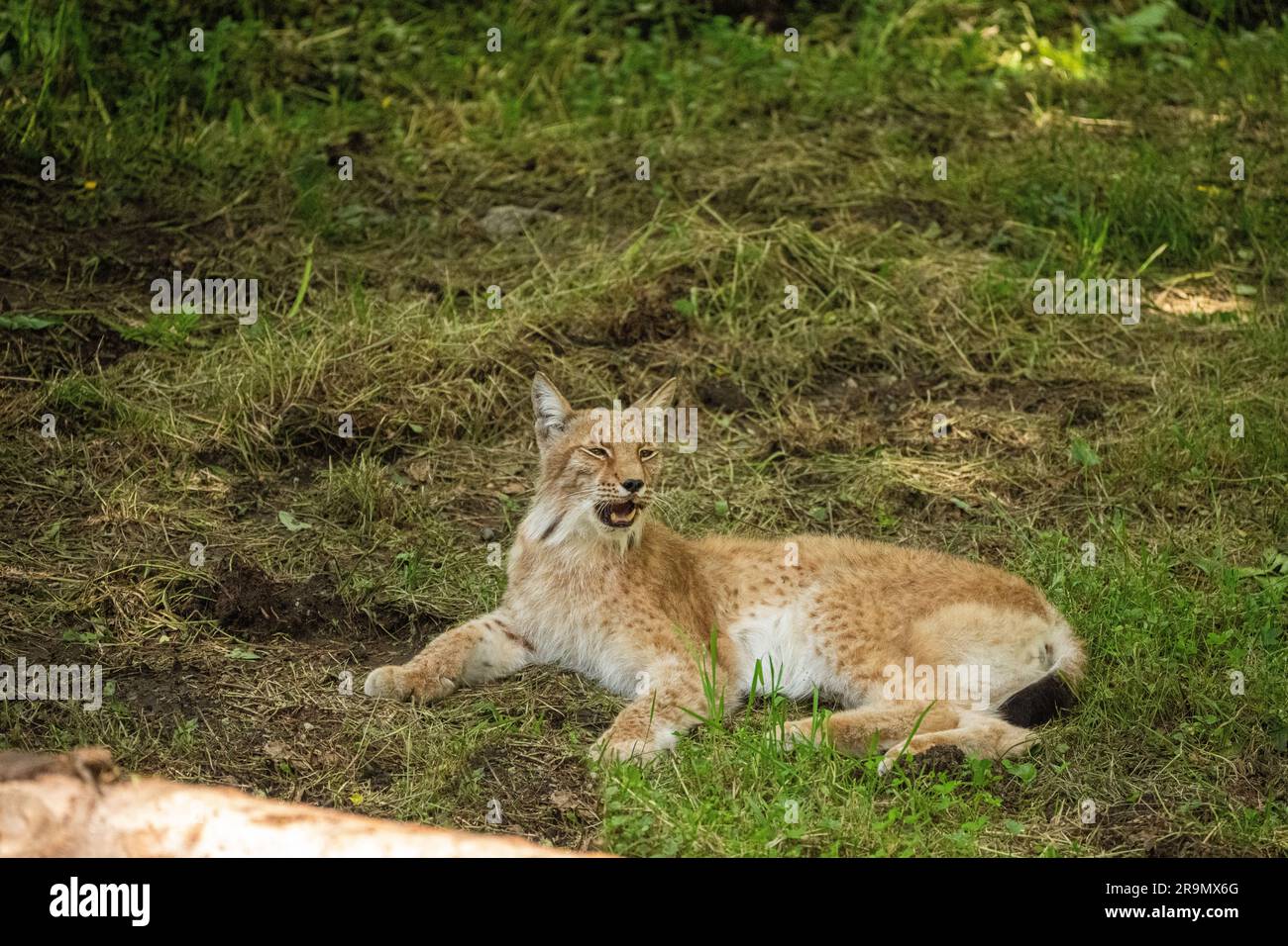 Iberian lynx (Lynx pardinus) is a wild cat species endemic to the ...