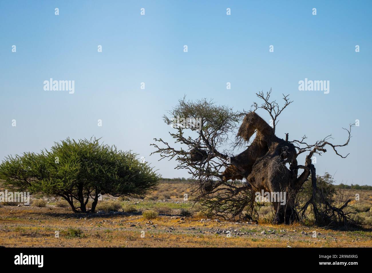 African weavers hi-res stock photography and images - Alamy