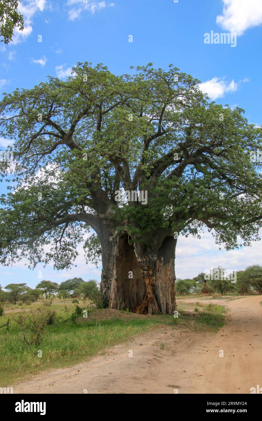 Baobab Tree Tarangire National Park is a national park in Tanzania's ...