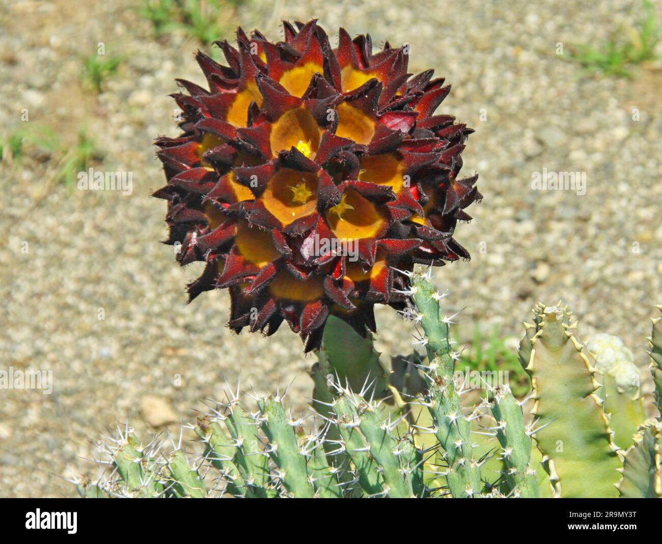 Flowers of the succulent Caralluma speciosa. Photographed in Tanzania ...