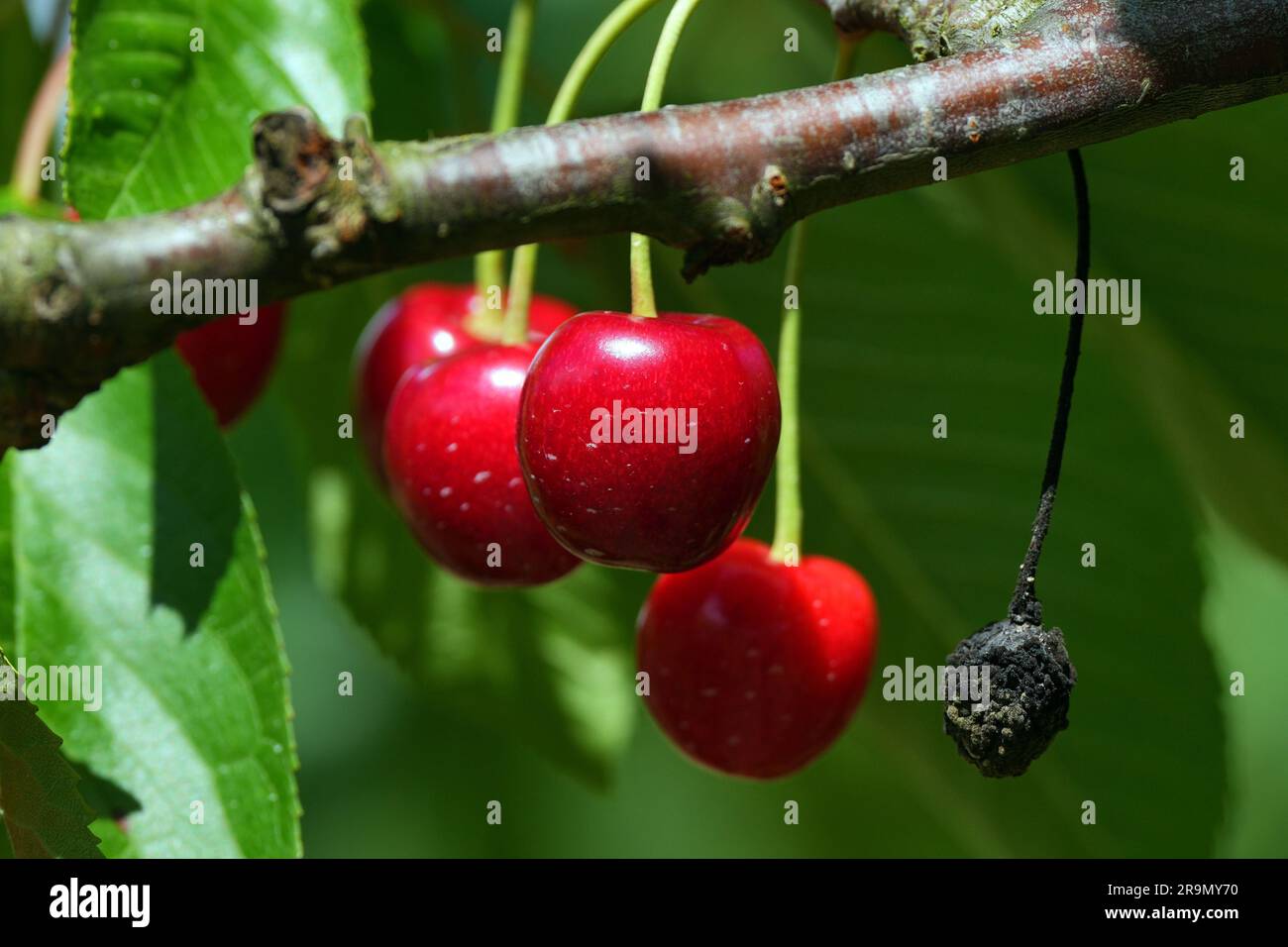 27 June 2023, Brandenburg, Müncheberg: Cherries of the "Karina Prunus ...