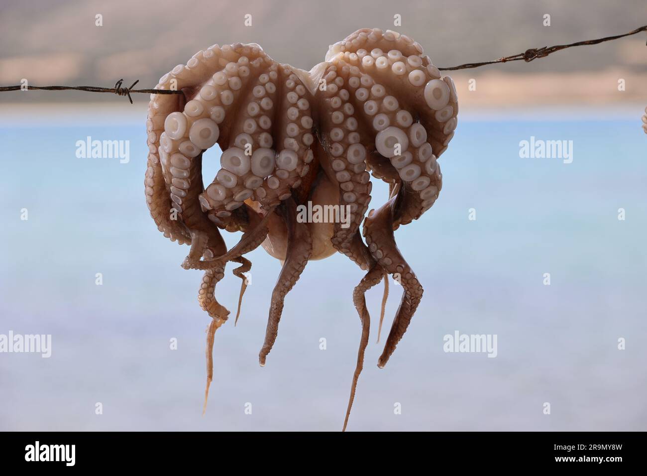 Octopus hung up to dry in the sun-Cyclades island Antiparos Greece ...