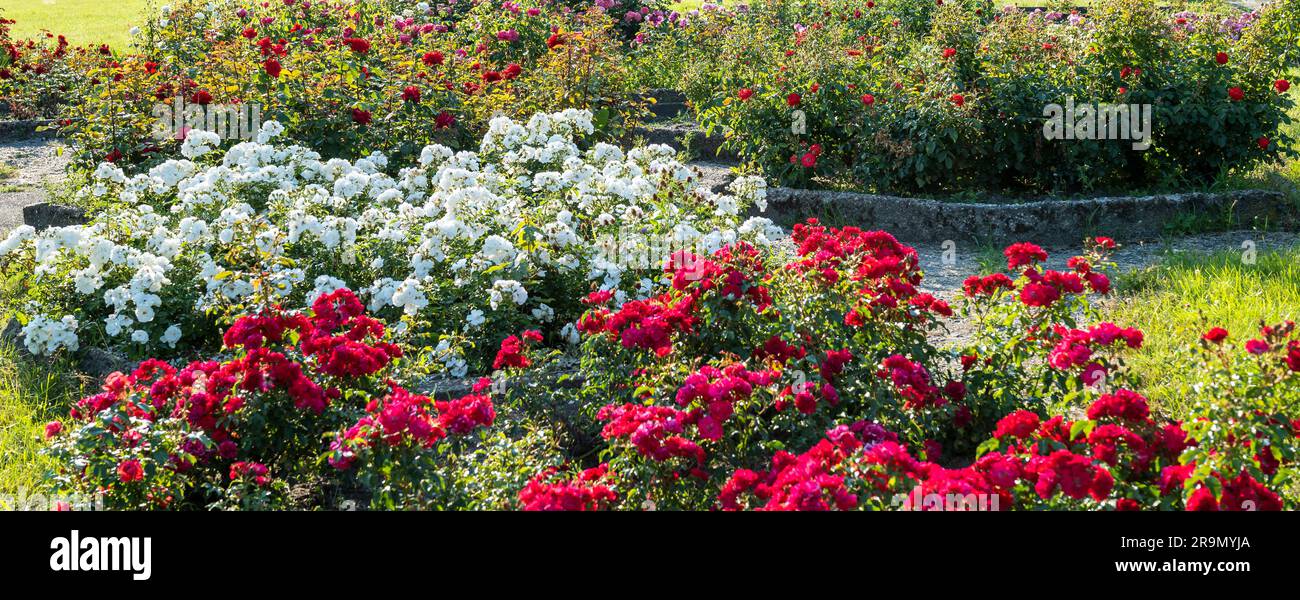 Roses in different colors hi-res stock photography and images - Alamy