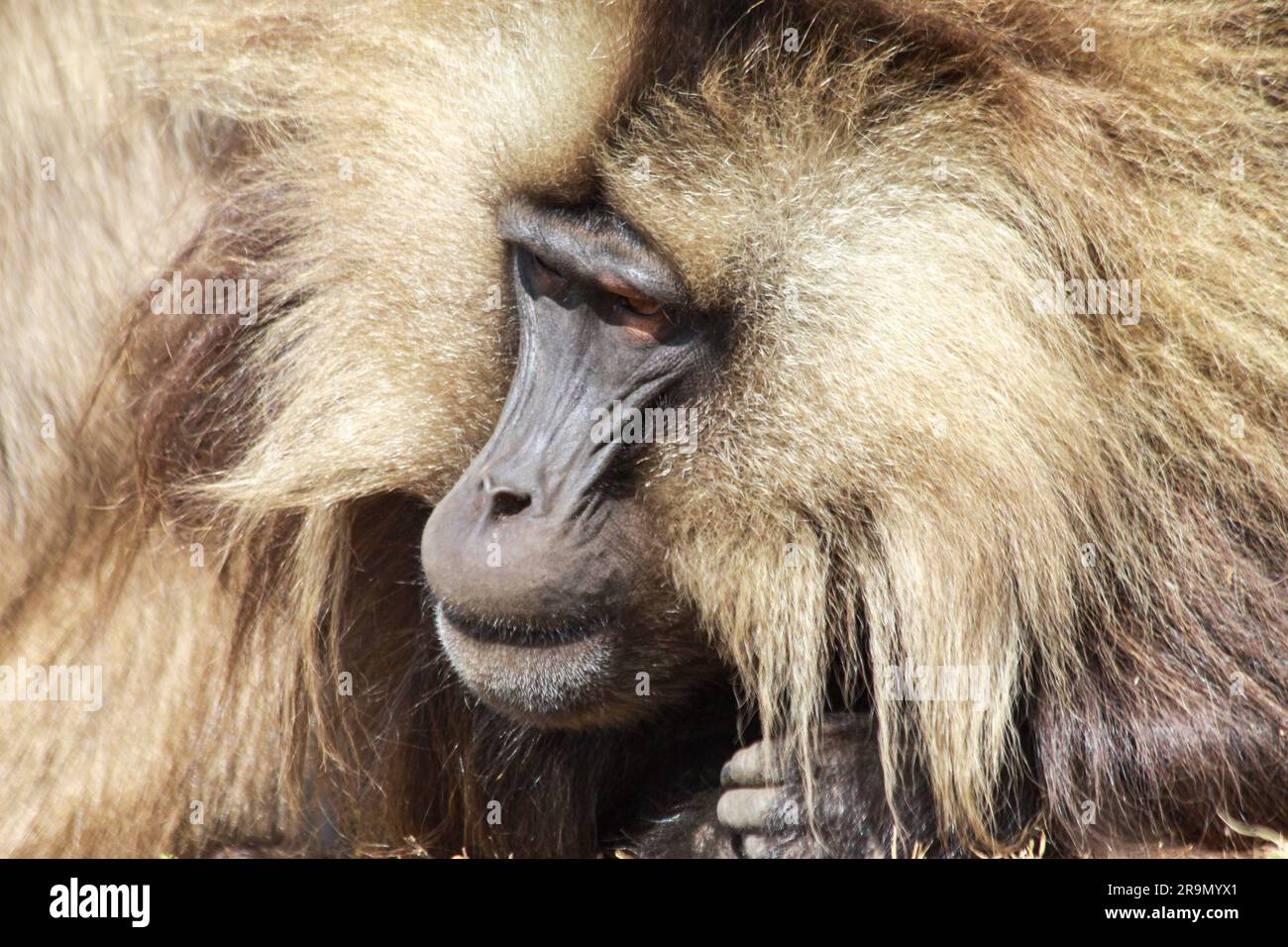 Gelada Research Project Simien mountains, Ethiopia Gelada monkeys ...