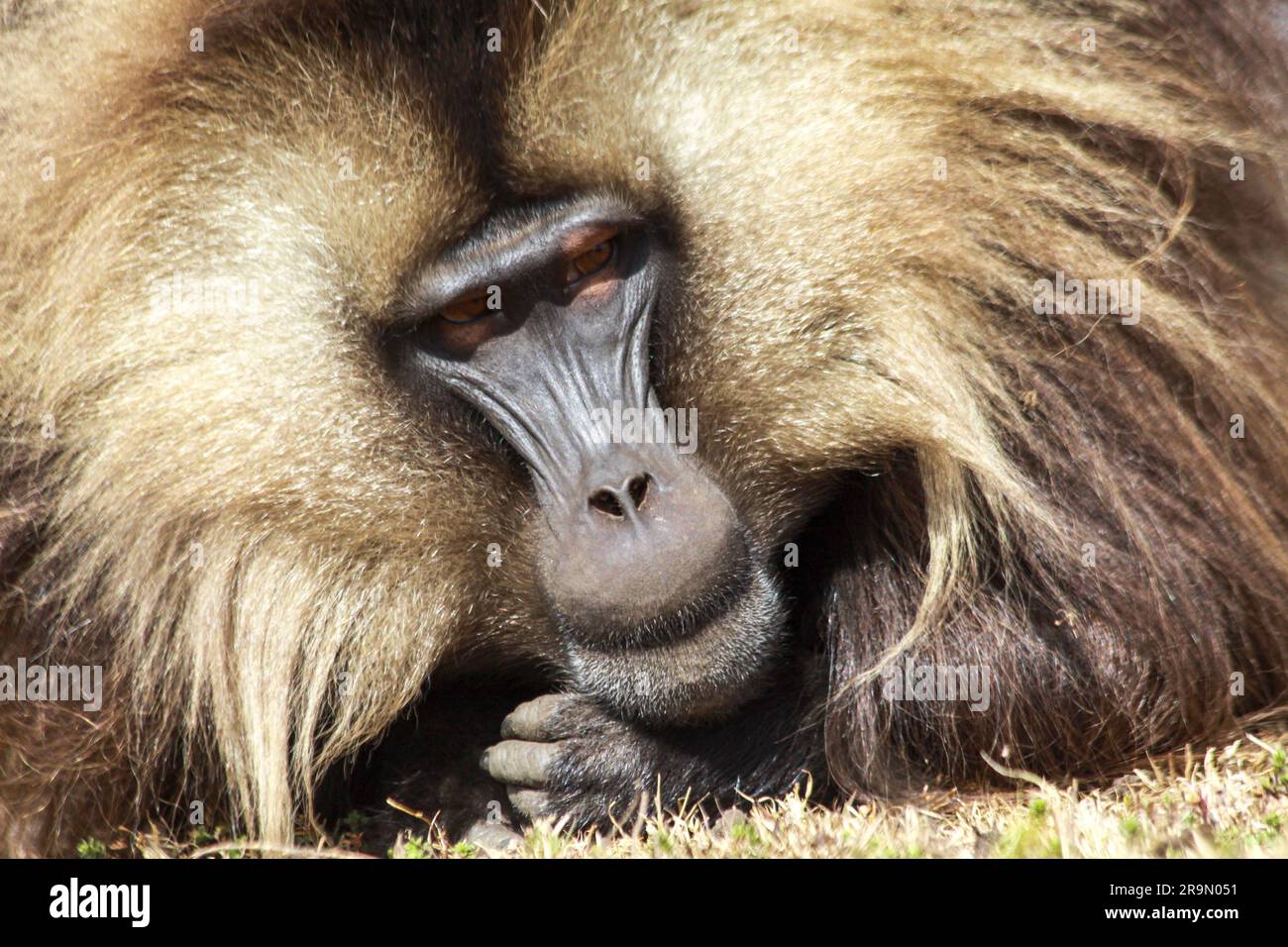Gelada Research Project Simien mountains, Ethiopia Gelada monkeys ...