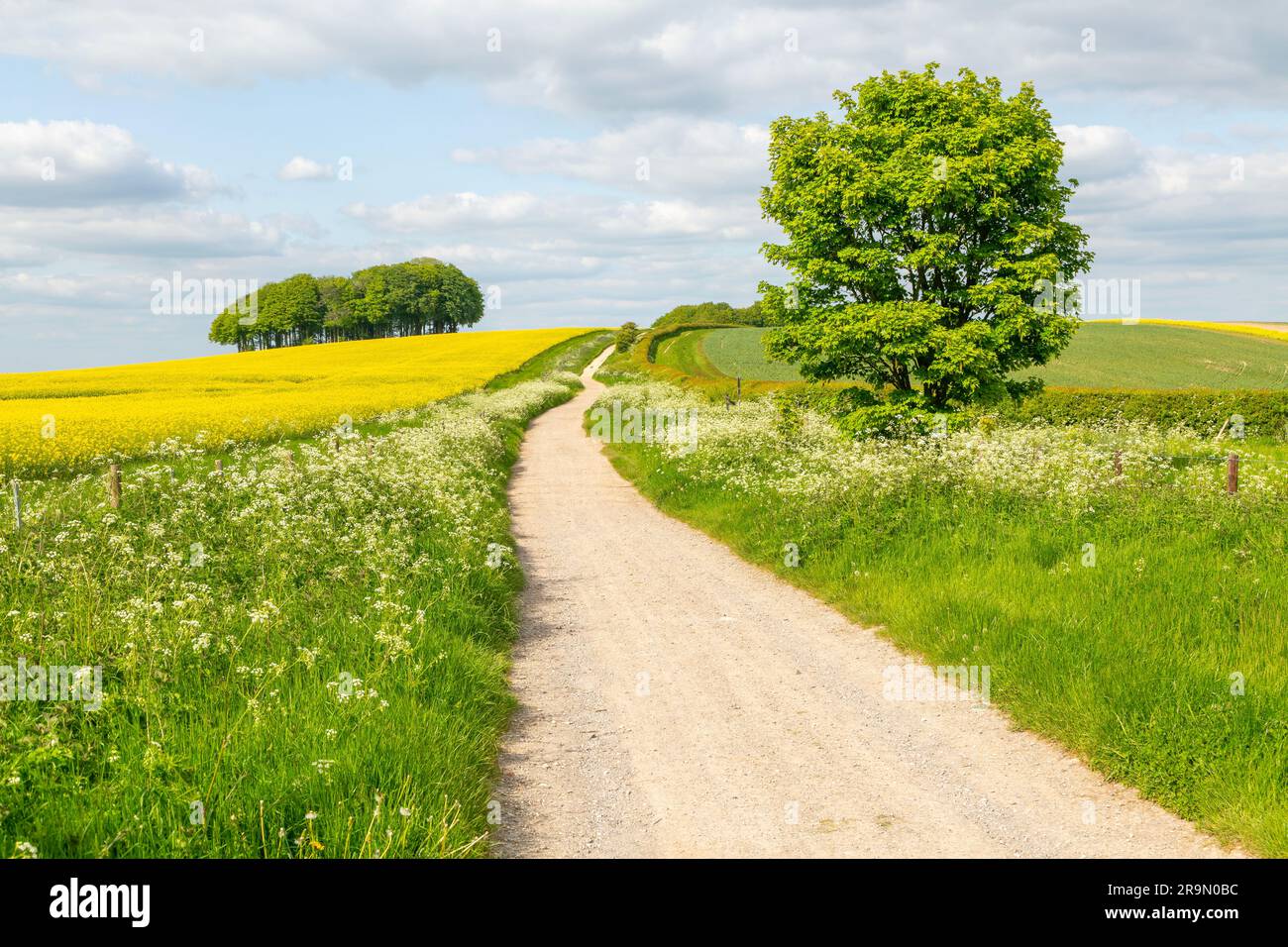 The Ridgeway ancient prehistoric routeway passing across chalk ...