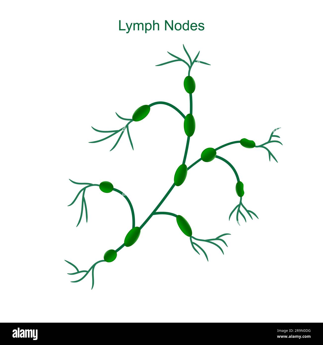 Lymph nodes human Cut Out Stock Images & Pictures - Alamy