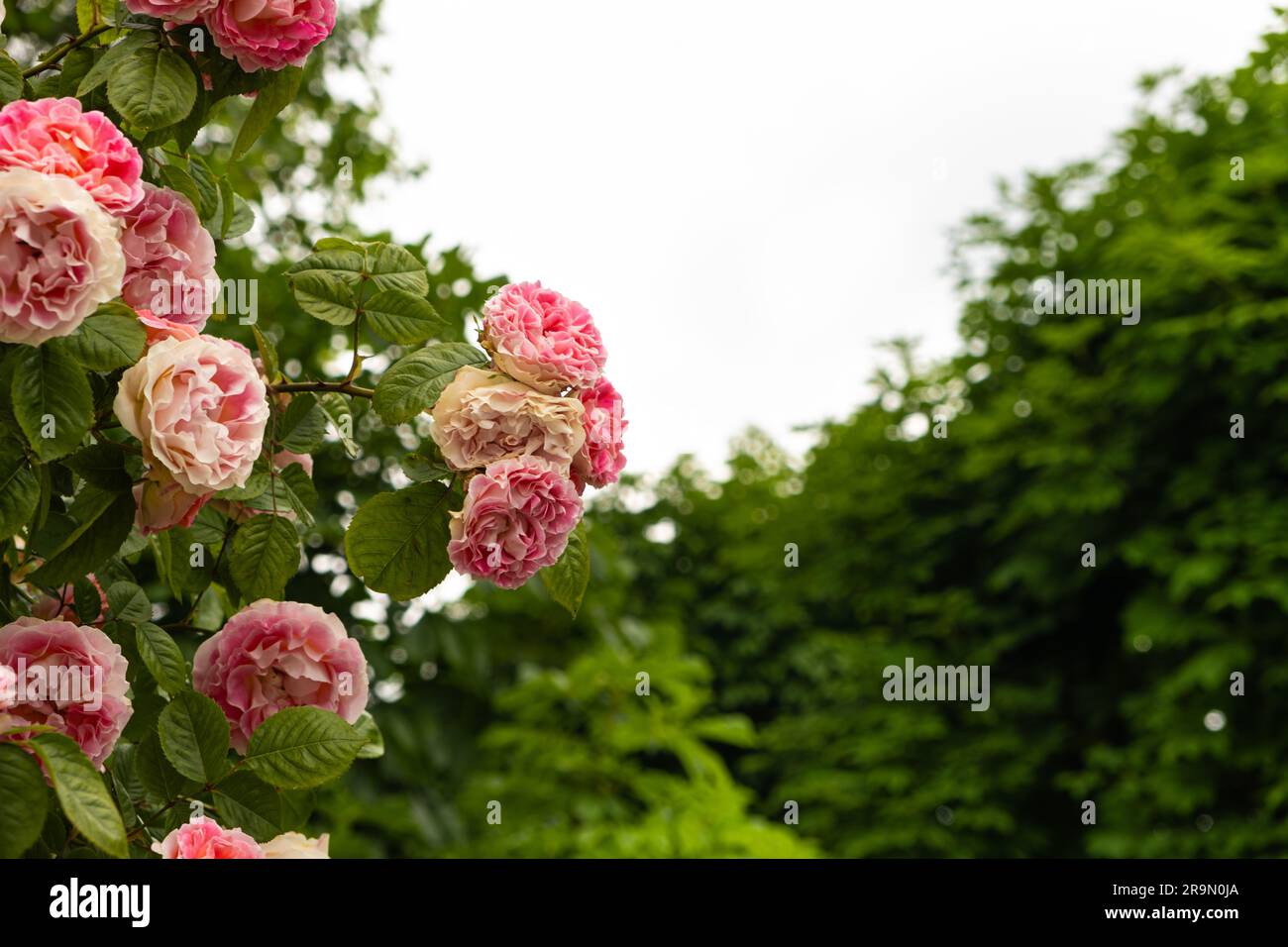 Damask roses flowers hi-res stock photography and images - Alamy