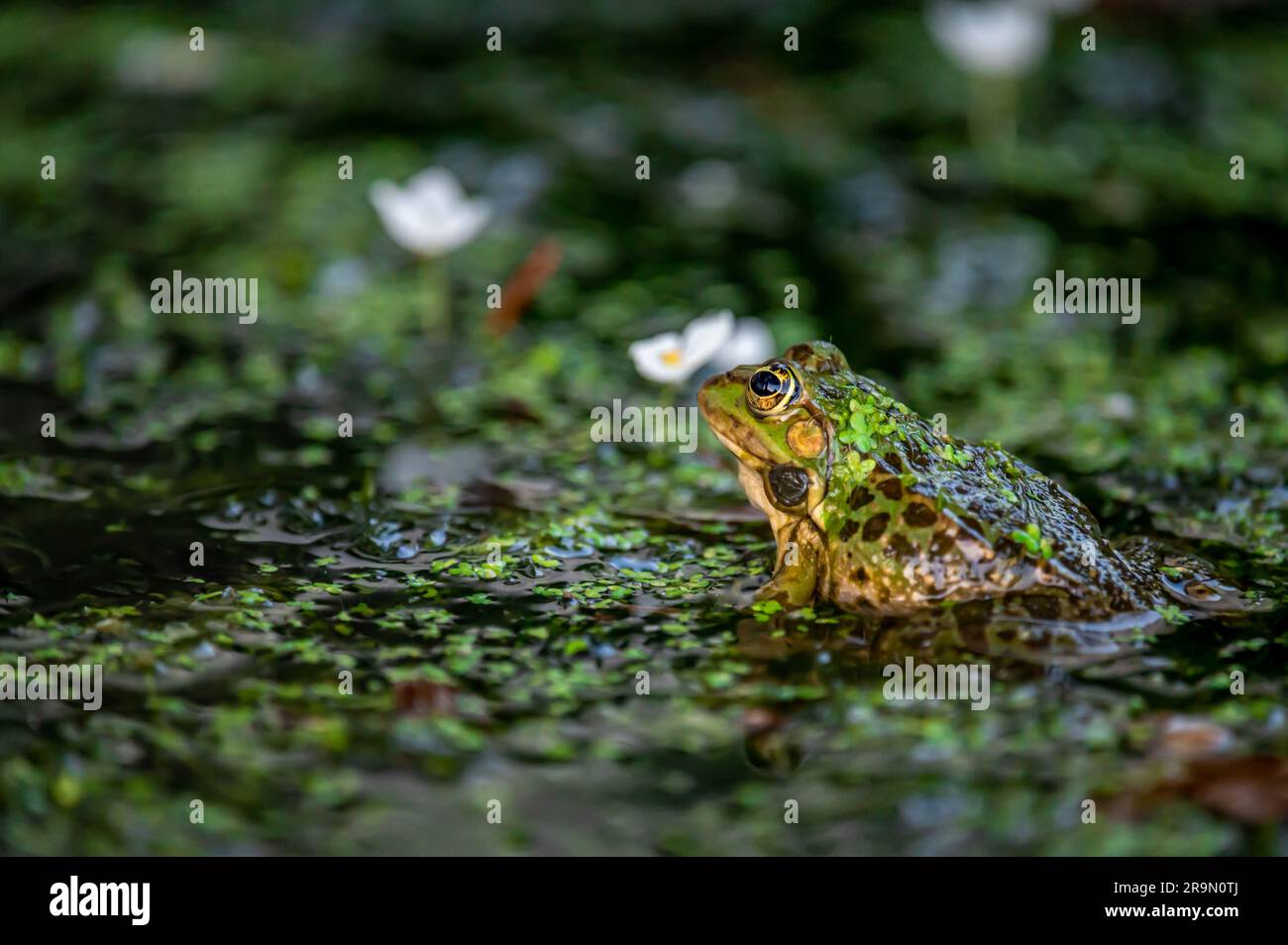 Frog in water. One pool frog swimming. Pelophylax lessonae. European ...