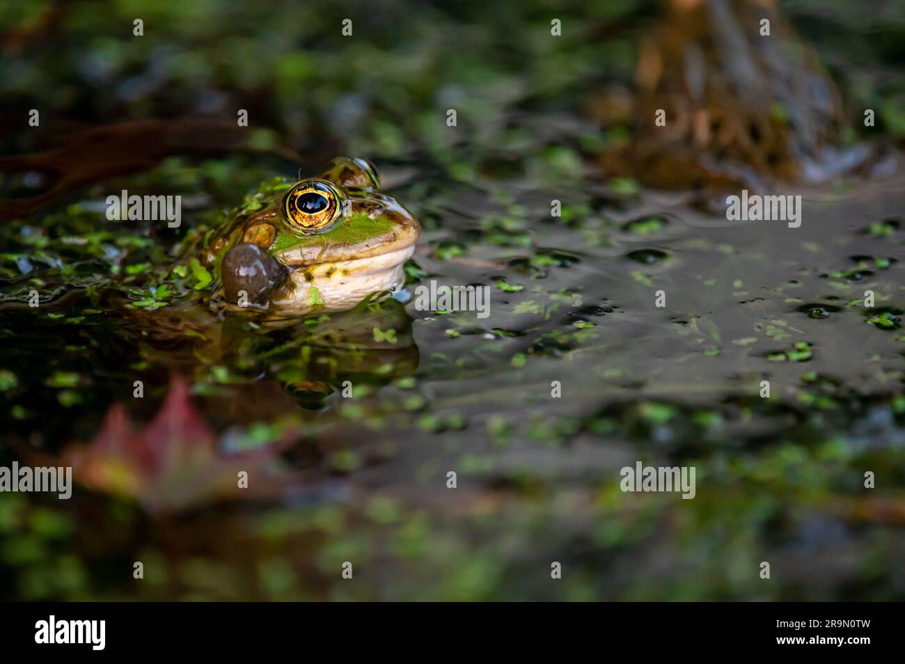 Frog in water. One pool frog crying with vocal sacs on both sides of ...
