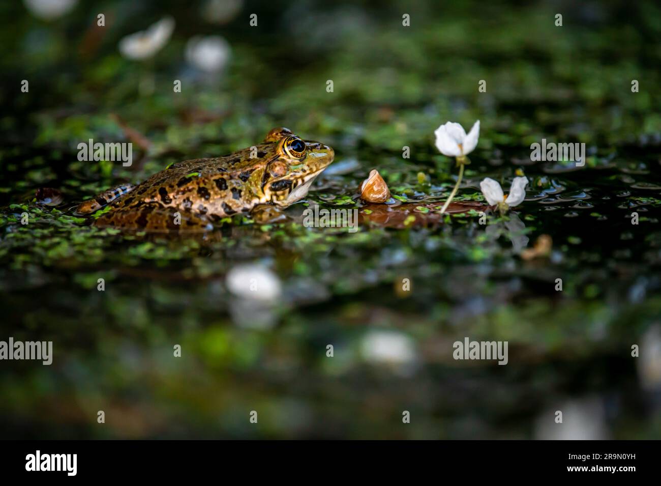 Frog in water. One pool frog swimming. Pelophylax lessonae. European ...